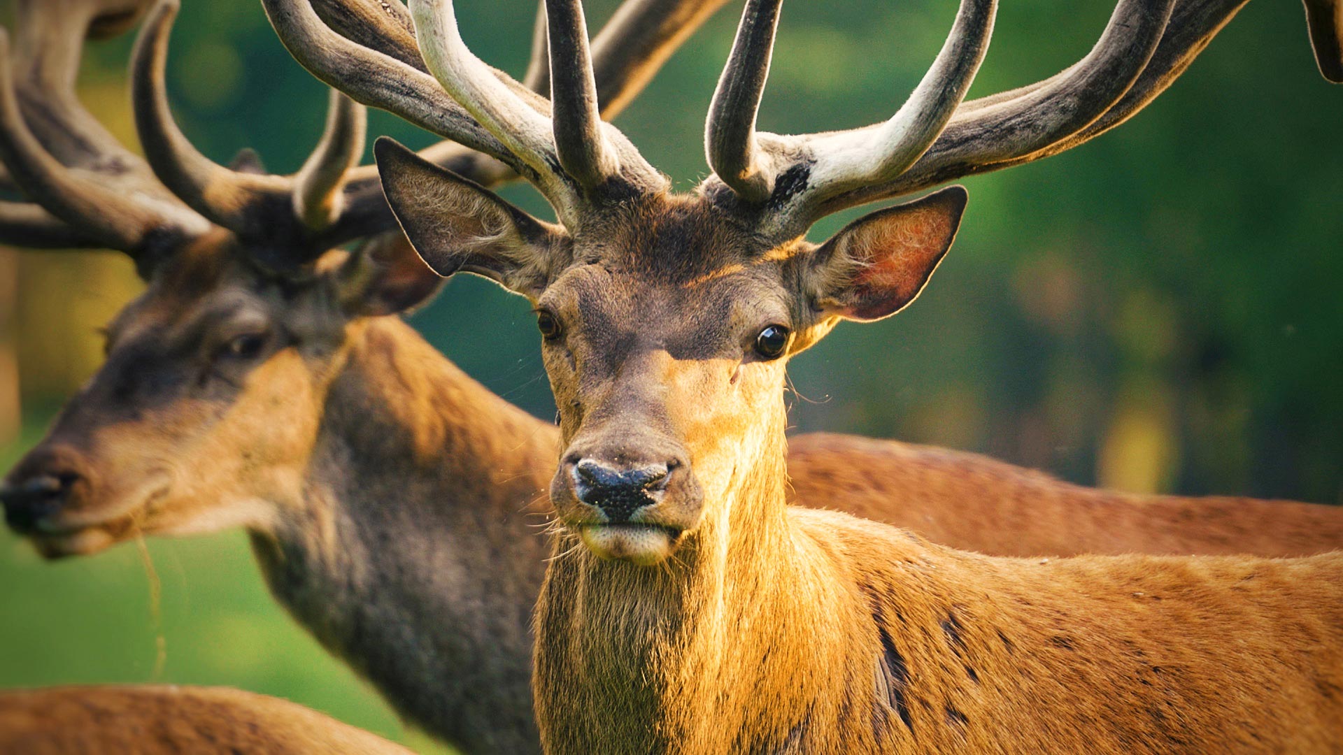 Bernd Peters - AgrarPuls GmbH